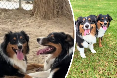 Dog finds long-lost identical littermate at the park: "He knows her ...