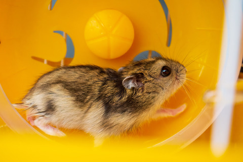 Hamster im Laufrad - Darauf musst Du beim Hamsterrad achten