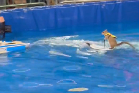 Squirrel makes waves as a water skiing pro!