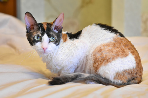 Katzen mit Locken: 5 süße Katzenrassen mit Dauerwelle