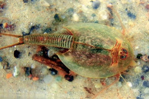 Das älteste noch lebende Tier der Welt: Der Urzeitkrebs