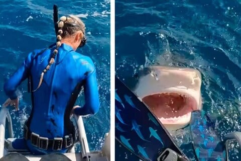 Model schwimmt mit Haien: Die Tiere erkennen sie schon von Weitem