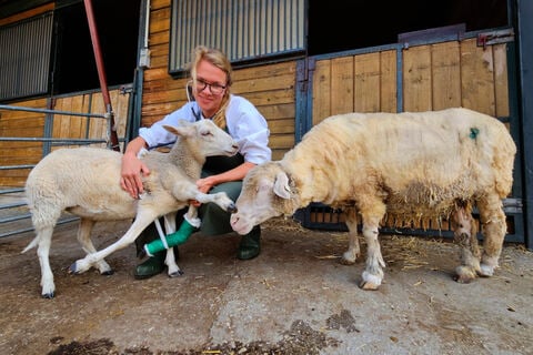 Sachsen-Schaf Dolly: Lämmchen kam mit sechs Beinen zur Welt! So geht es ...
