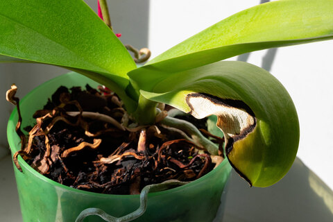 Braune Blatter Orchideen
