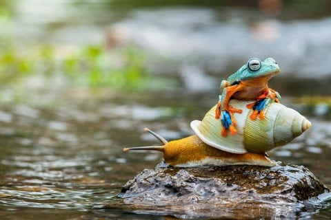 Animal world records: Learn more about record breaking animals