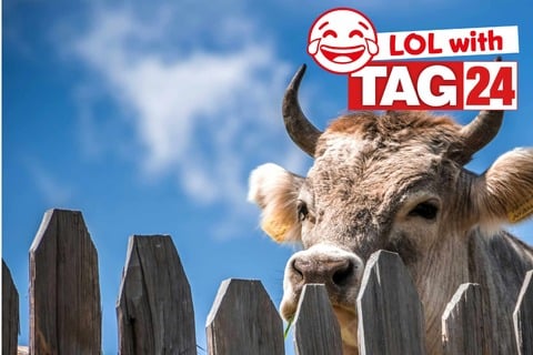 Joke of the Day: Laugh with TAG24