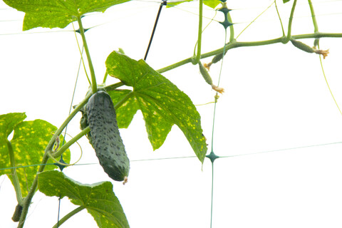 Verwunderlich Seitentriebe Gurken Ausgeizen Bilder Bild