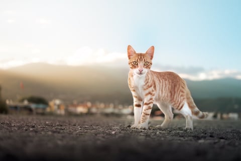 Top 10 fastest cat breeds in the world