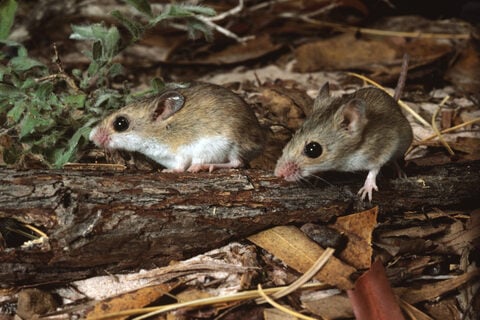 Australian researchers rediscover Gould's mouse, a species considered ...