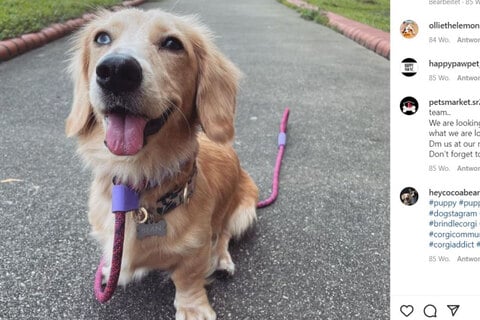 Golden Retriever and Dachshund mix makes a Golden Dox with different ...