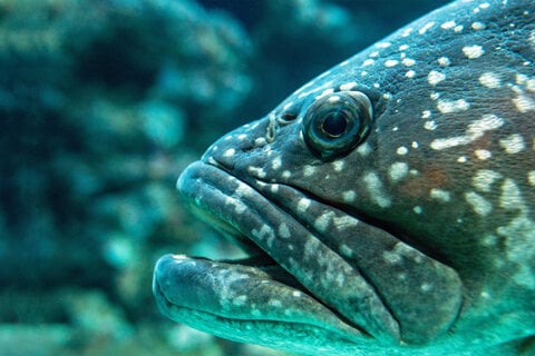 What is the biggest fish ever caught on rod and reel?