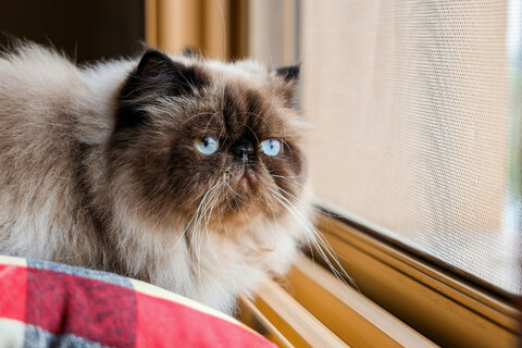 Top 10 grumpy cat breeds