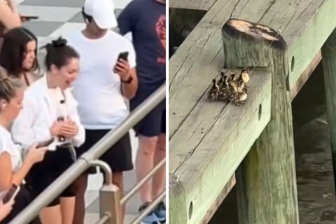 Ten scared ducklings gather on a bridge: what happens next delights ...