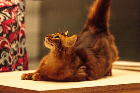 Top 10 fastest cat breeds in the world