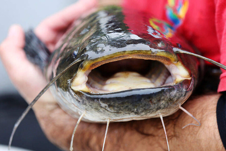 Wels beißt zu und versucht, Frau in die Tiefe zu reißen