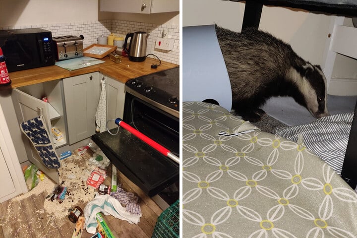 Badger burglar goes rogue in "chaos" rampage: "Something from a horror ...