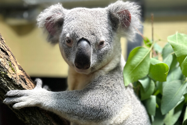 Sicher gelandet: Stuttgarter Wilhelma begrüßt vier zuckersüße Koalas