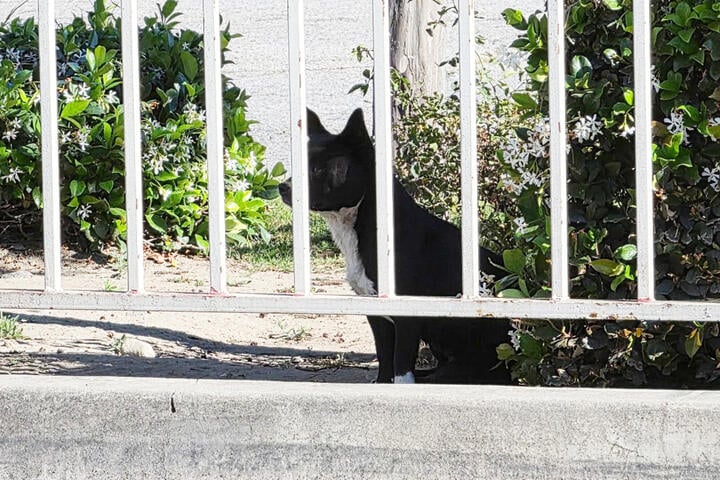 Frau will Hund nahe Straße retten: Als sie näher kommt, muss sie sich ...