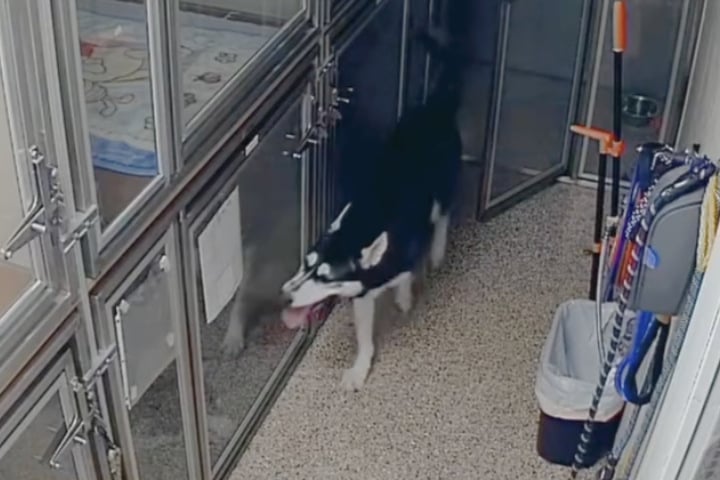 Husky escapes kennel and gets "arrested" after causing chaos at animal ...