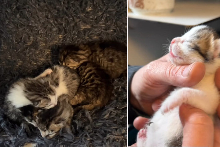 Katzen-Babys haben noch Nabelschnüre am Bauch, als ihre Mutter ...
