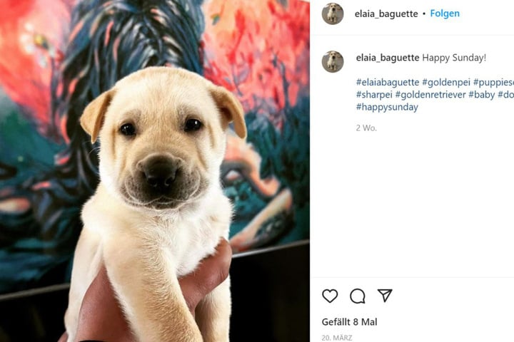 Golden pei: This golden retriever and shar-pei crossbreed has beauty ...