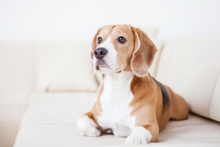 Hundehaltung in der Mietwohnung: Dürfen Vermieter Hunde verbieten? | TAG24 Hundehaltung in der Mietwohnung: Dürfen Vermieter Hunde verbieten? | TAG24