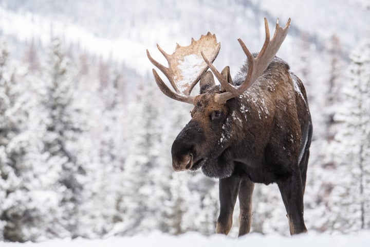Elch-Angriff bei Ausflug im Wald: Mann auf Schneemobil fast totgetrampelt
