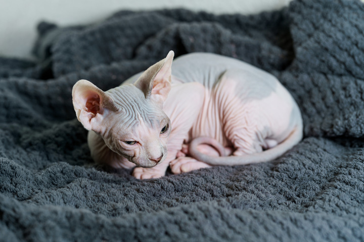 Sphynx-Katze: Charakter, Aussehen und Haltung