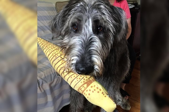 Dog goes missing after car crash, but his family refuses to give up hope