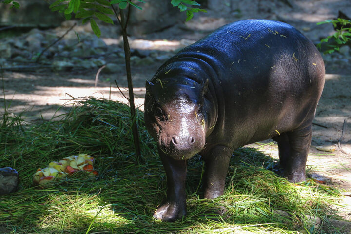 Hurra! Mini-Hippo Toni aus dem Berliner Zoo feiert ihren ersten ...