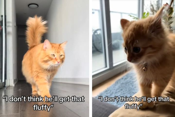 Kitten's fluffy transformation leaves TikTokers in awe