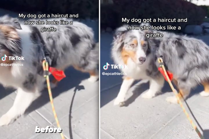 Australian shepherd looks unrecognizable after radical haircut!