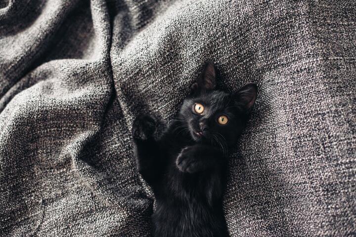 Black cats: 5 tips for snapping the purr-fect pics