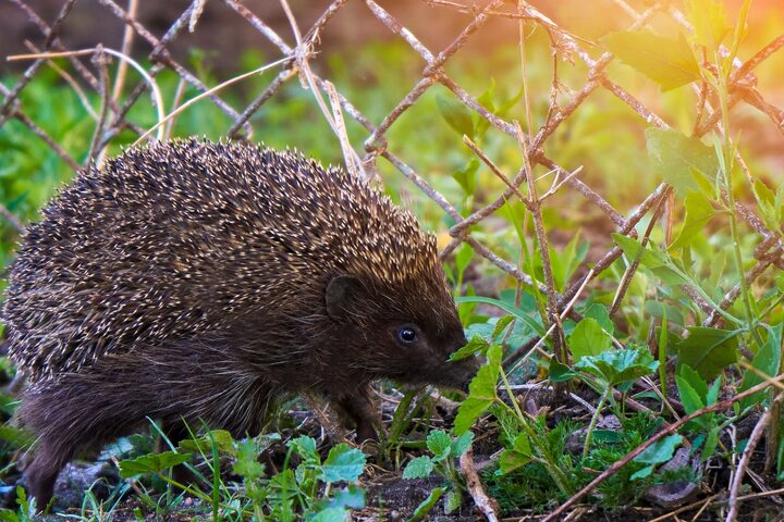 Zecken im Garten? 9 Tipps, die helfen