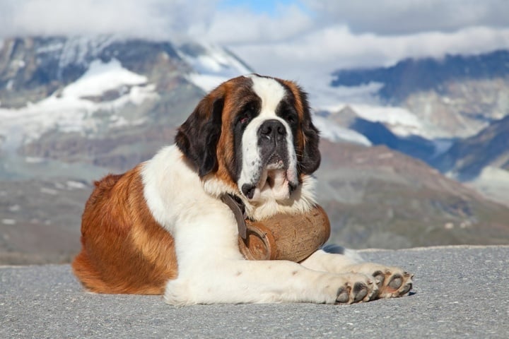 The 7 most famous dogs in the world: do you know all these canine ...