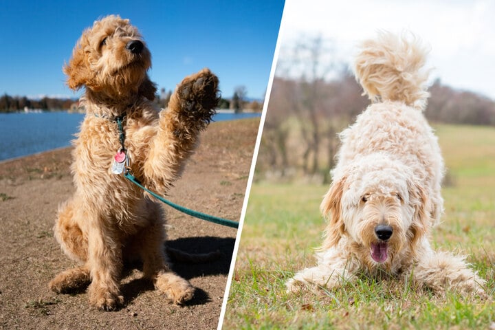 Goldendoodle breed profile: What you should know about the popular ...
