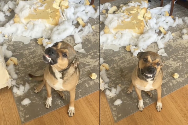 Naughty dog couldn't look guiltier when his mama comes home to find ...