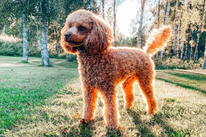 Pudel haaren nicht? Steckbrief, Wesen, Besonderheiten