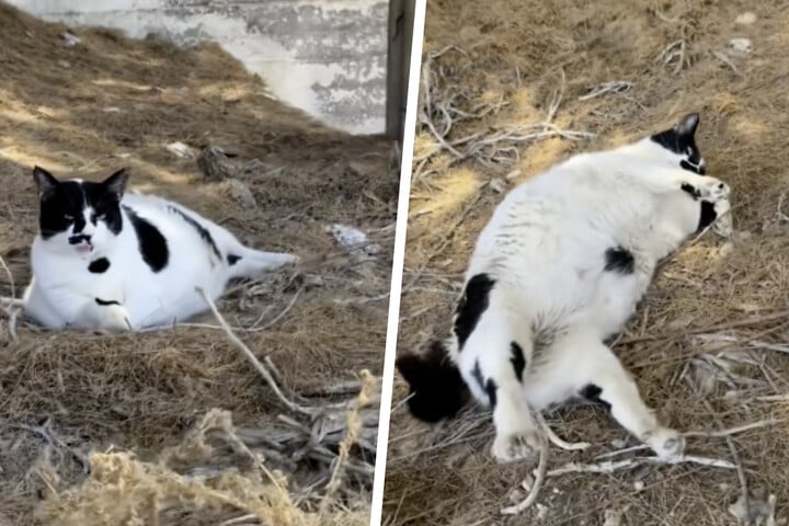 "Der dicke Hund von Texcoco" und "Chonkus Maximus": Wenn beleibte Tiere ...