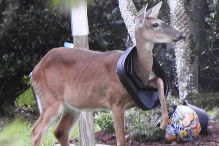 Tierschützer wollen Reh in Not retten: Als sie ein weiteres Detail ...