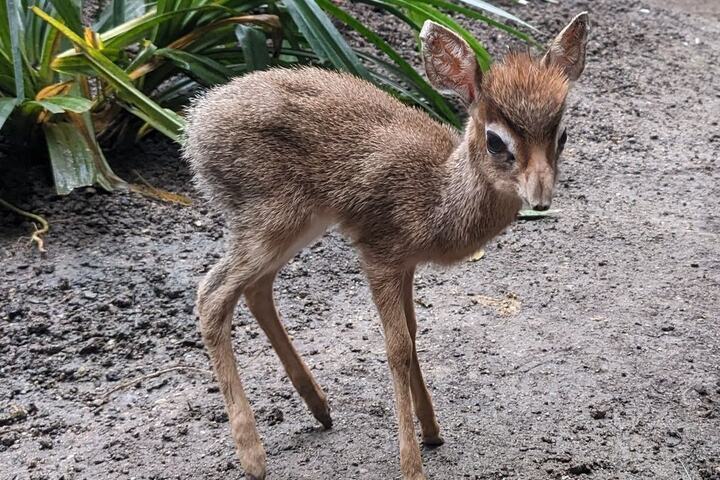 Baby-Weltrekord im Leipziger Zoo: Hasengroße Antilope ist eine echte ...