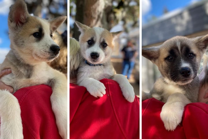 Besondere Hunderasse: Deshalb suchen diese acht süßen Welpen ein neues ...