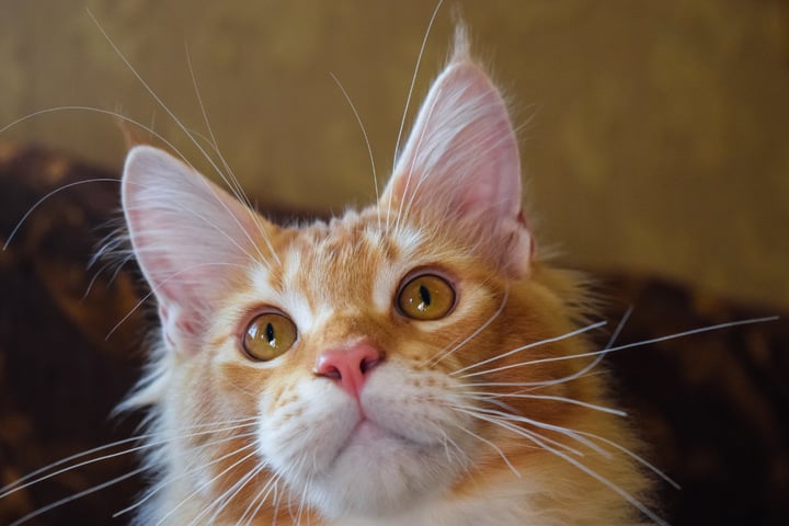 Top 10 fattest and chubbiest cat breeds in the world