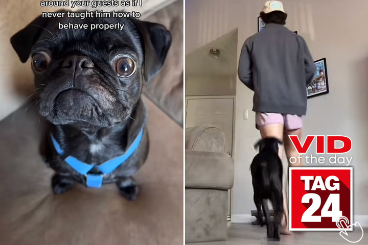 Viral Video of the Day for May 9, 2023: Unruly pup gets the Mean Girls ...