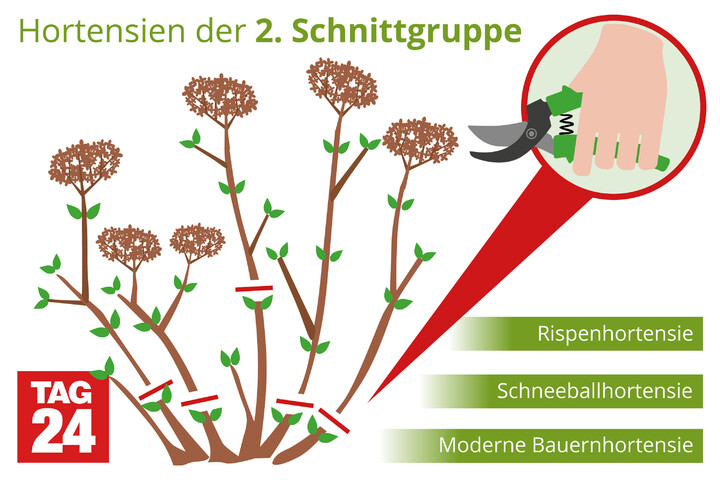 Hortensien Richtig Schneiden
