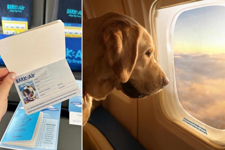 Bye bye cargo hold! First-ever dog airline takes flight