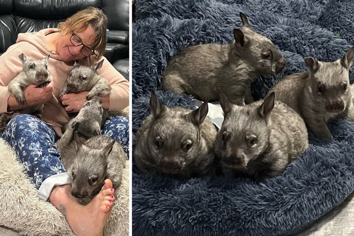 Putziger Wombat muss per Hand aufgezogen werden: Der Grund ist traurig