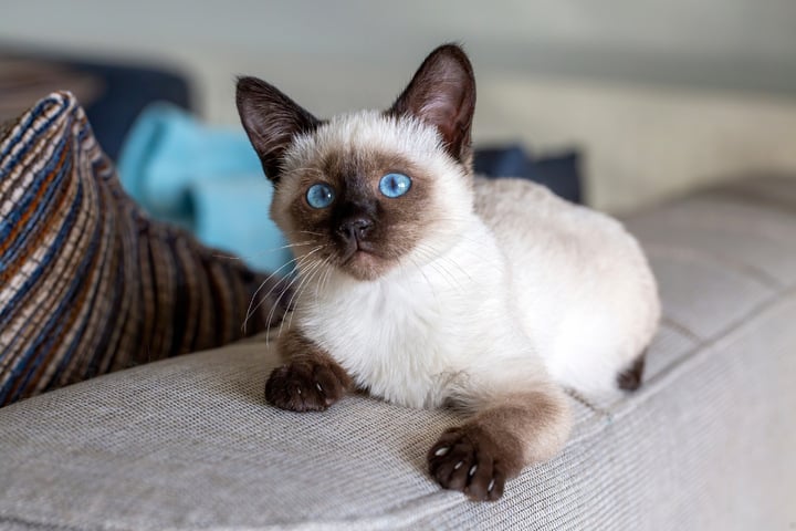 Blue-Point-Katze: Welche Rassen sind Point-Katzen?