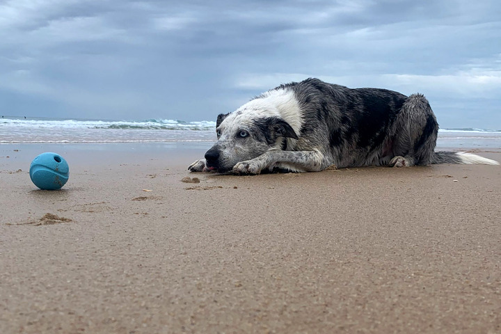 Dog wanted: Australian conservation group is looking for a new koala ...