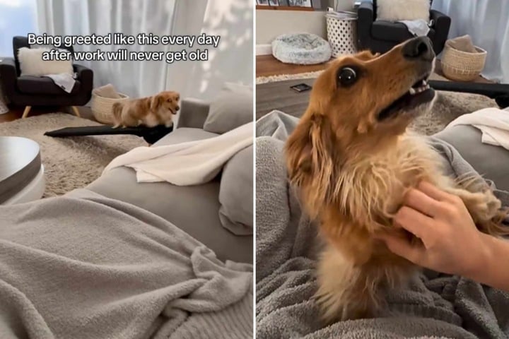 Tiny dog's way of greeting owner after long day apart is melting ...